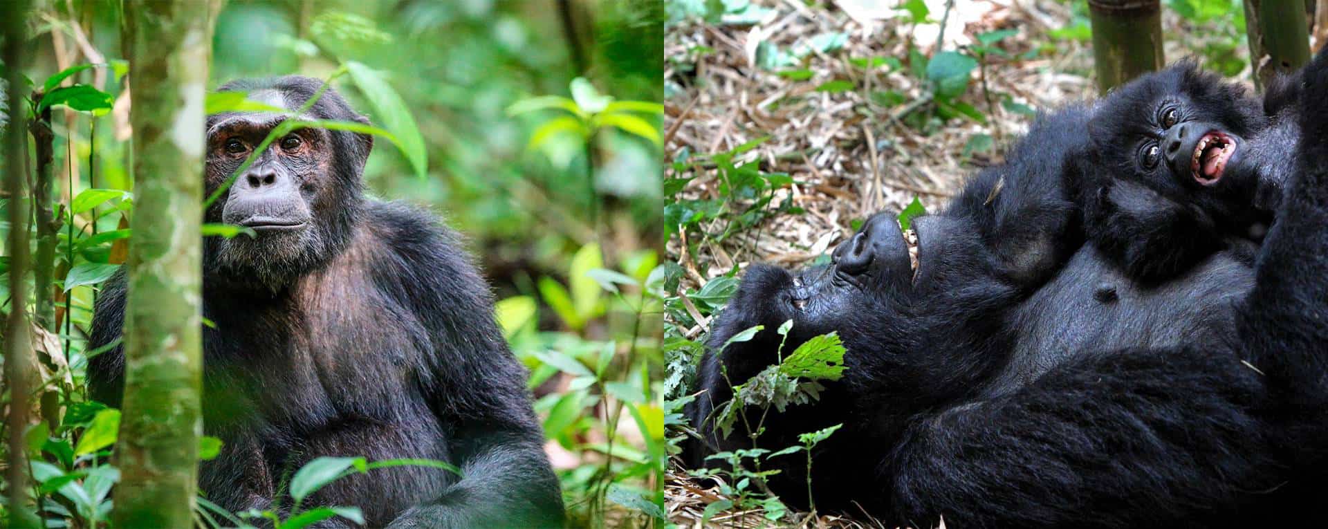 Bwindi Forest Gorilla Tours | Uganda Gorilla Tours | Rwanda Gorilla Tours