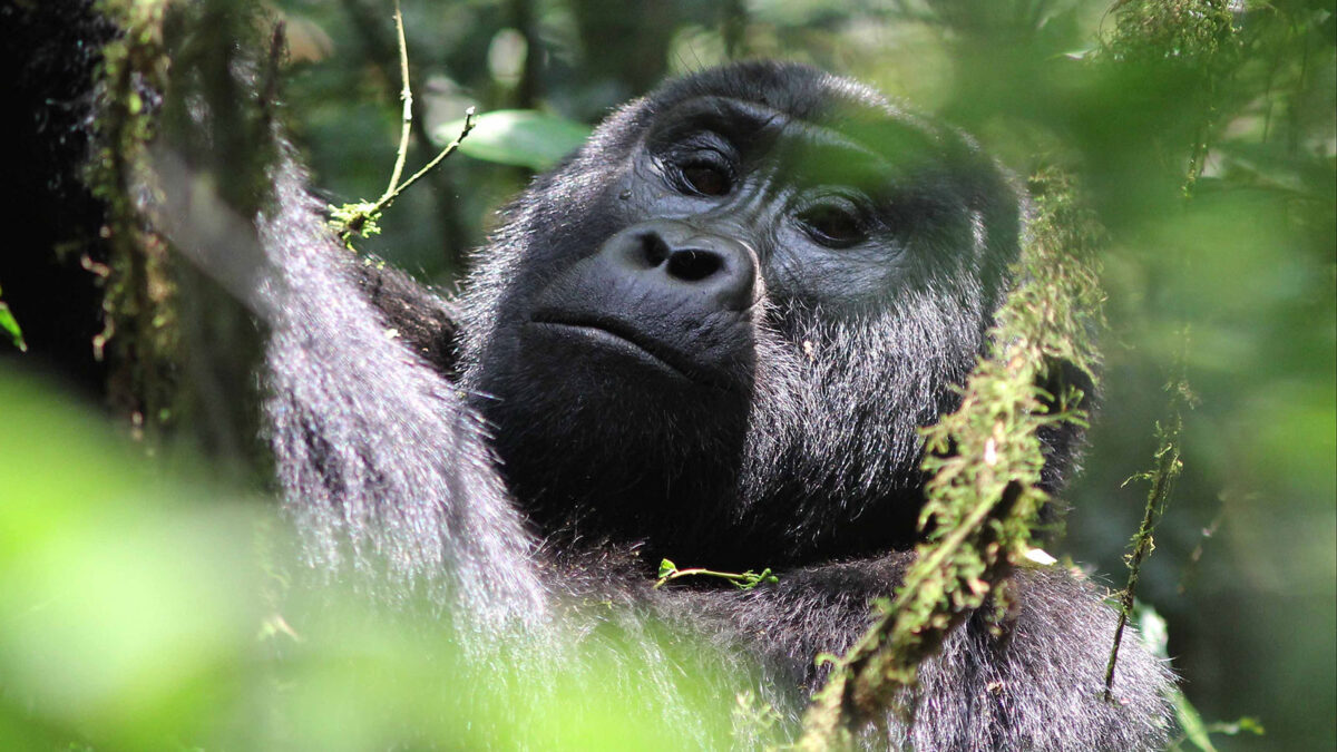 Facts About Mountain Gorilla Diet - Bwindi Forest Gorilla Tours
