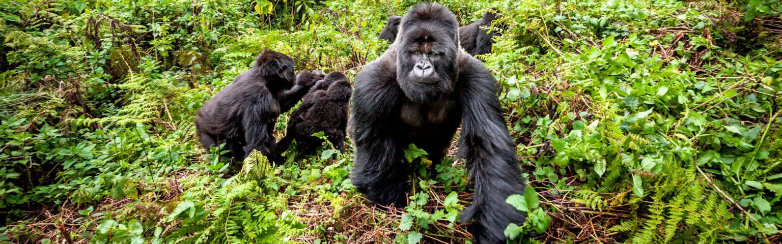 Why Do Gorillas Beat Their Chest Around Humans? - Bwindi Forest Gorilla ...