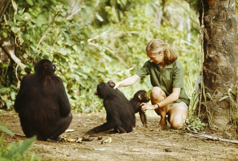 Remembering Dr. Jane Goodall (1934 - 2025) - Bwindi Forest Gorilla Tours
